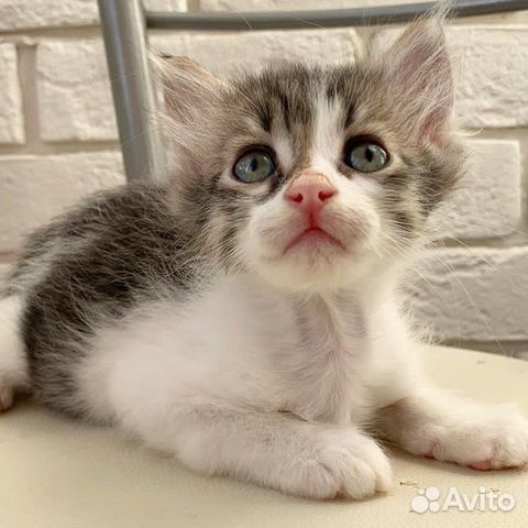 Отдам в добрые руки