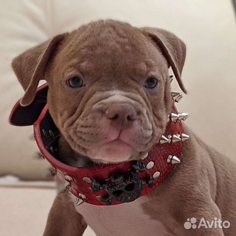 Американский булли мальчик