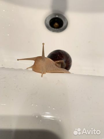 Улитка Ахатина