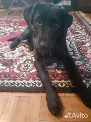 Собаки бесплатно в добрые руки