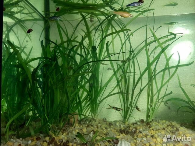 Водоросли живые