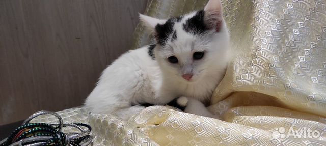 Олли, Лили, Лео