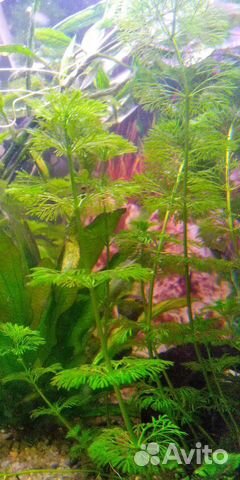 Кабомба для аквариума