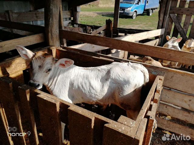 Телята с племенного хозяйства