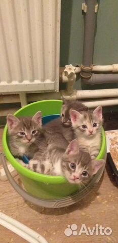 Ищу котятам новый дом