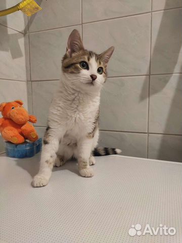 Котек мальчик 4-5 месяцев