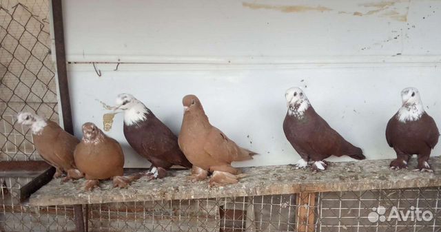 Голуби благодарненские
