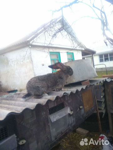 Кролики великаны