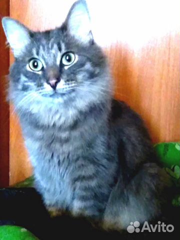 Котик супер потрясающий ищет дом