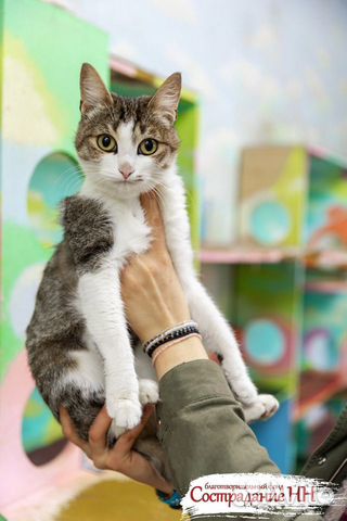 Кошка ищет дом