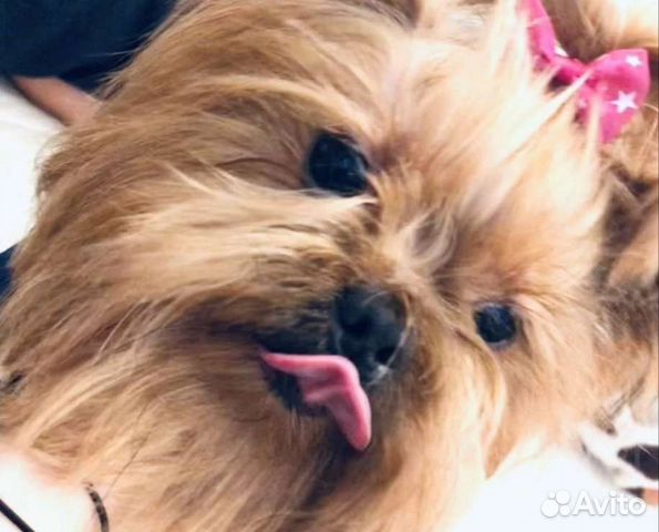 Йорк мини важно для всех покупателей читать всем д