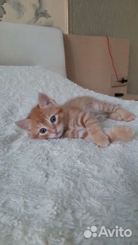 Отдам котенка в добрые руки