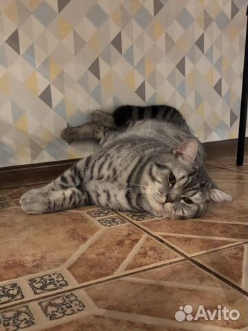 Отдам кота британец вискас