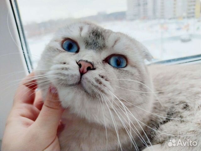 Кот