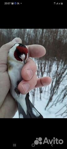 Птица щегол