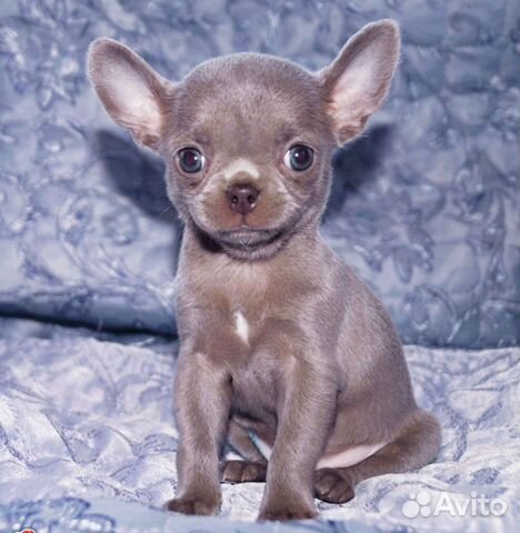 Красивая девочка чихуахуа лилого окраса