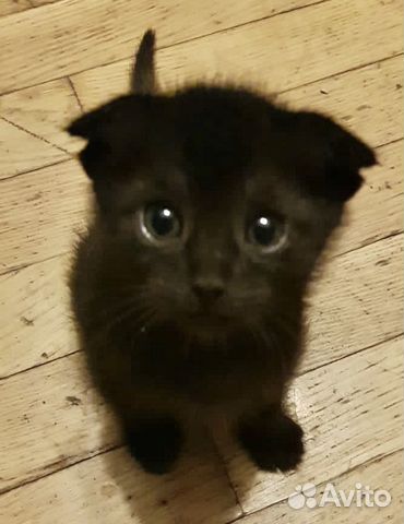Шотландский Котенок метис