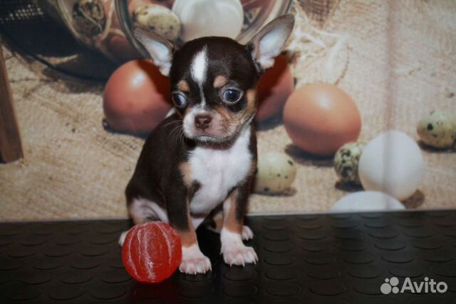 Щенки чихуахуа