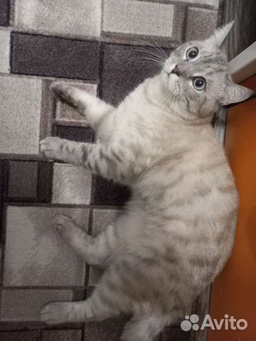 Кот шотландец