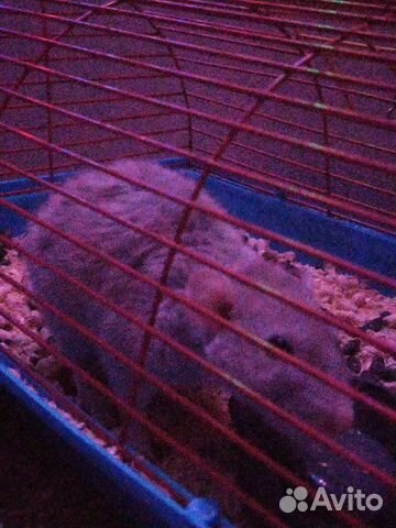 Крыса с клеткой