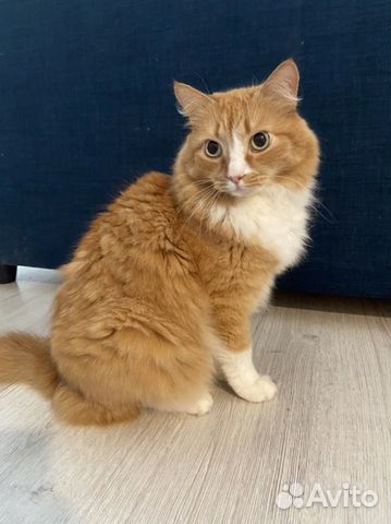 Кот Симба