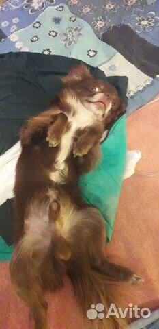 Продаю собаку,чиахуа мальчик ввозрате 2-3 лет