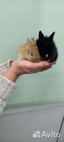 Крошки на ладошки