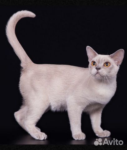 Бурманский лиловый котик