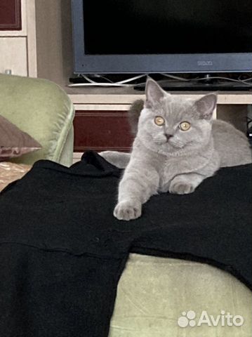 Британская кошечка подросток 5 месяцев