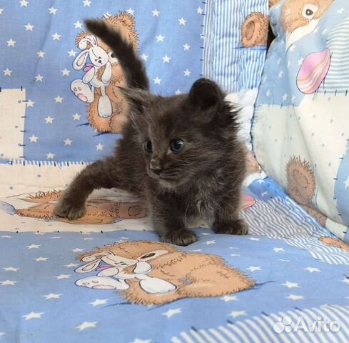 Добрый малыш в добрые руки