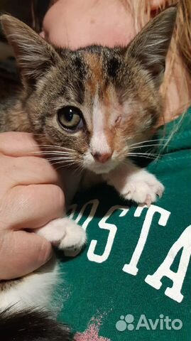 Котёнок девочка трёхцветная с одним глазиком
