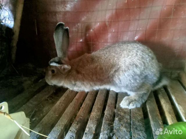 Кролик самец