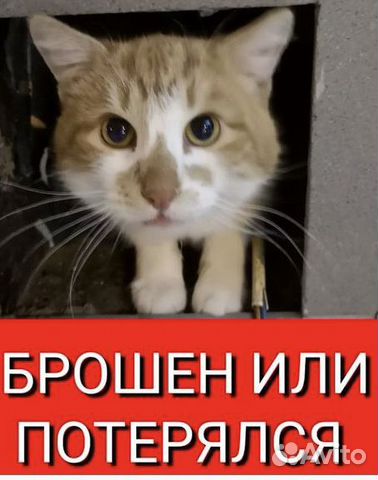Рыжий кот-потеряшка