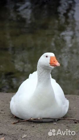 Перо свежее гусиное