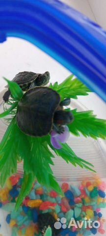 Черепашки водные