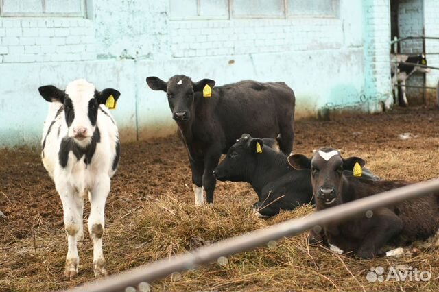 Крс Телята Бычки