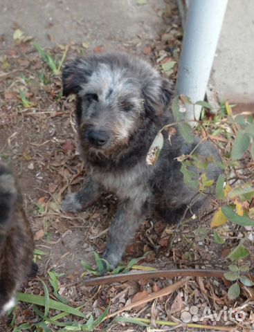 Отдам собаку в добрые руки