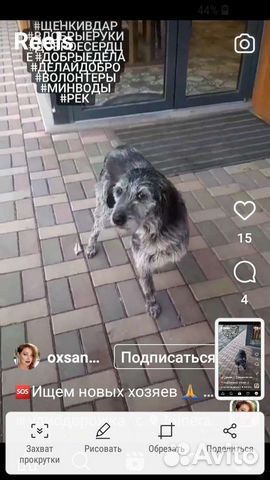 Собака