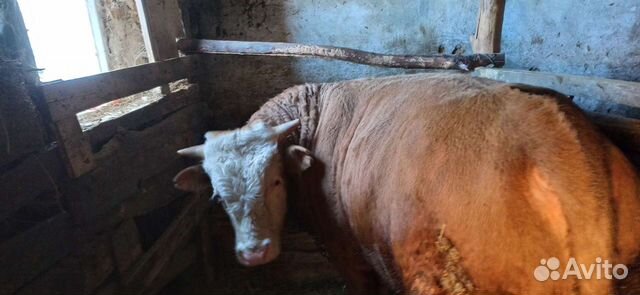 Бык на племя