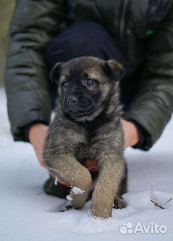 Метис Бельгийской овчарки малинуа