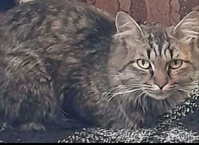 Помогите погибает кошечка на улице замерзает