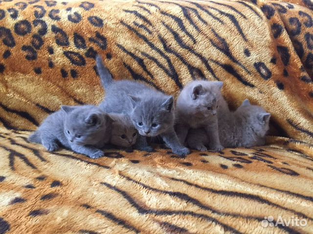 Британские котята