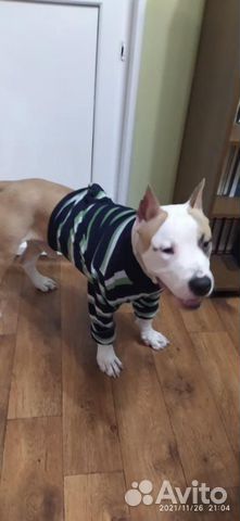 Стаффордширский терьер