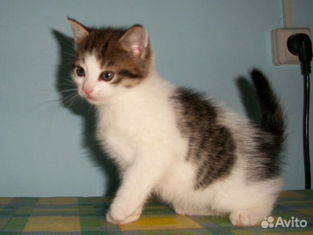 Отдаю котенка