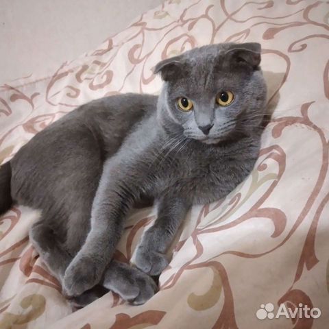 Шотландский вислоухий кот продажа