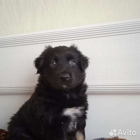 Собака в добрые руки щенок