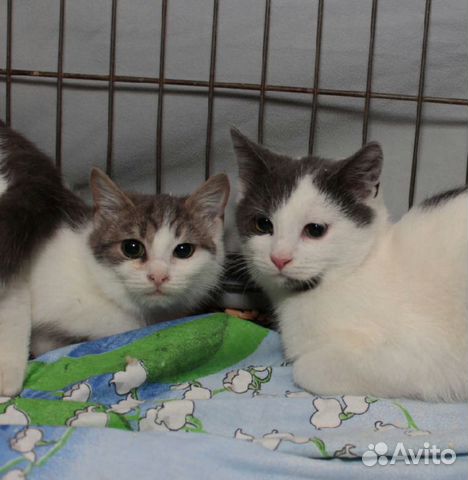 Котята Тиша и Миша