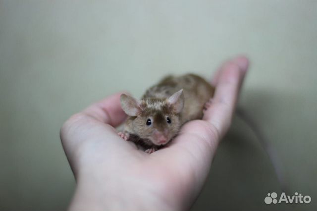 Декоративные мыши, кучерявые мыши пара