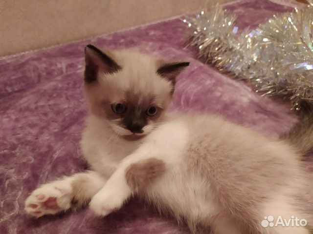 Сиамский мальчик