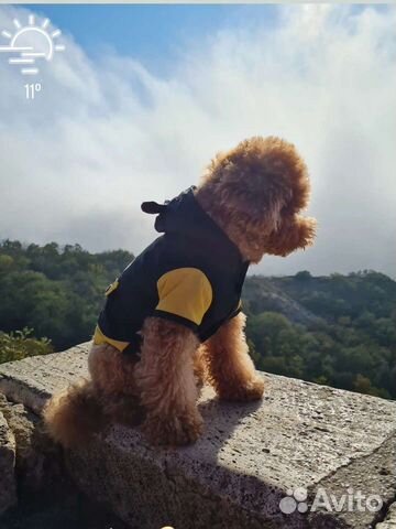 Той-пудель вязка